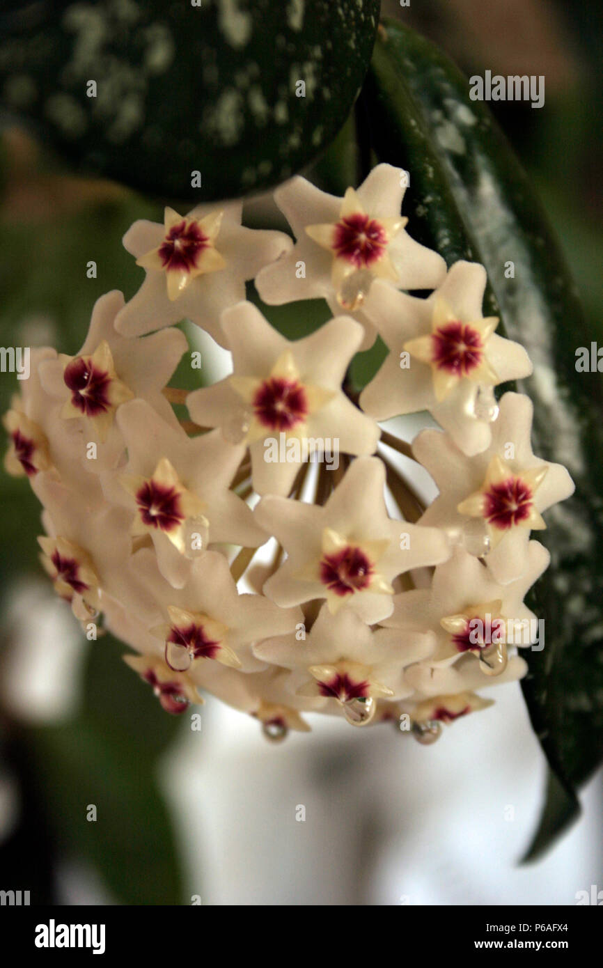 Hoya carnosa flower cluster with nectar dripping Stock Photo - Alamy