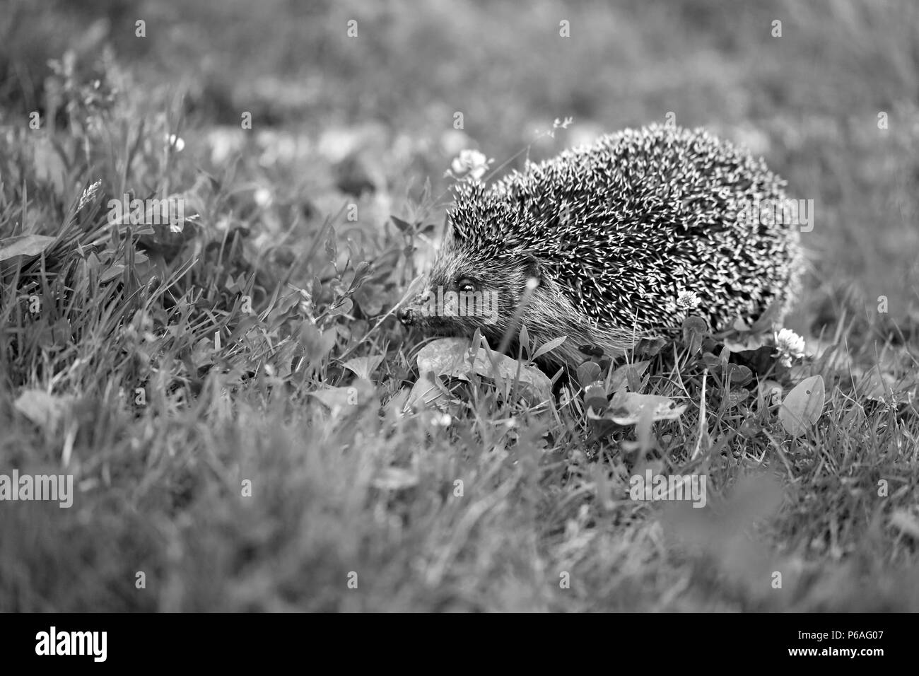 Summer in garden funny Black and White Stock Photos & Images - Alamy