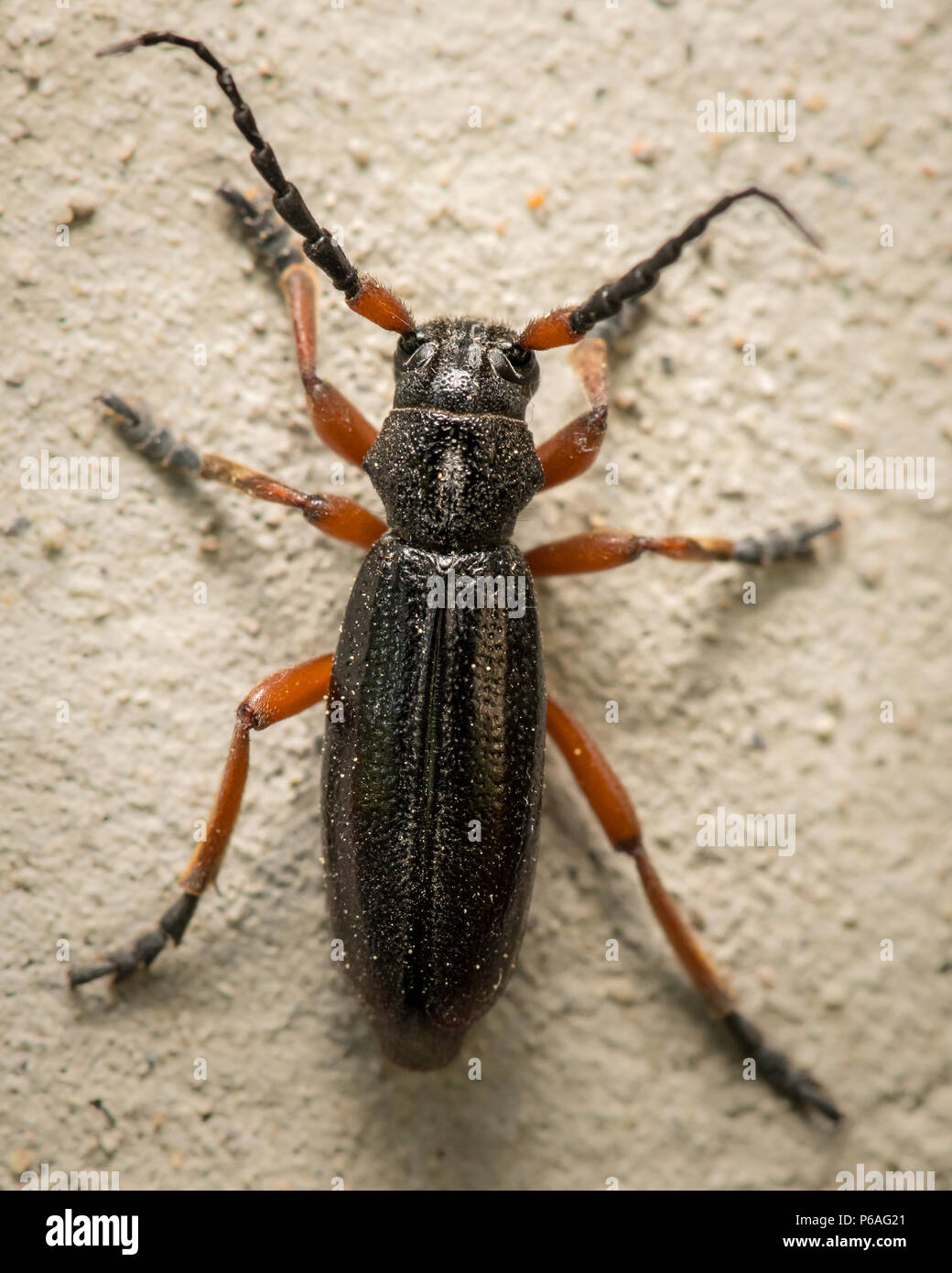 Small longhorn beetle (Dorcadion fulvum, Cerambycidae) sitting on a ...