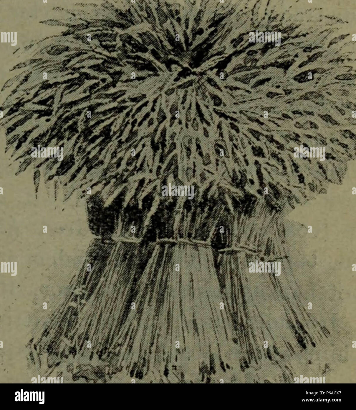 1900 text book on hi-res stock photography and images - Alamy