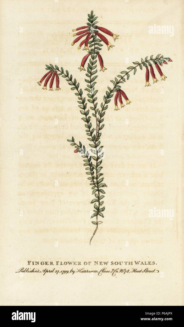 Finger flower of New South Wales, Australia. Handcoloured copperplate ...