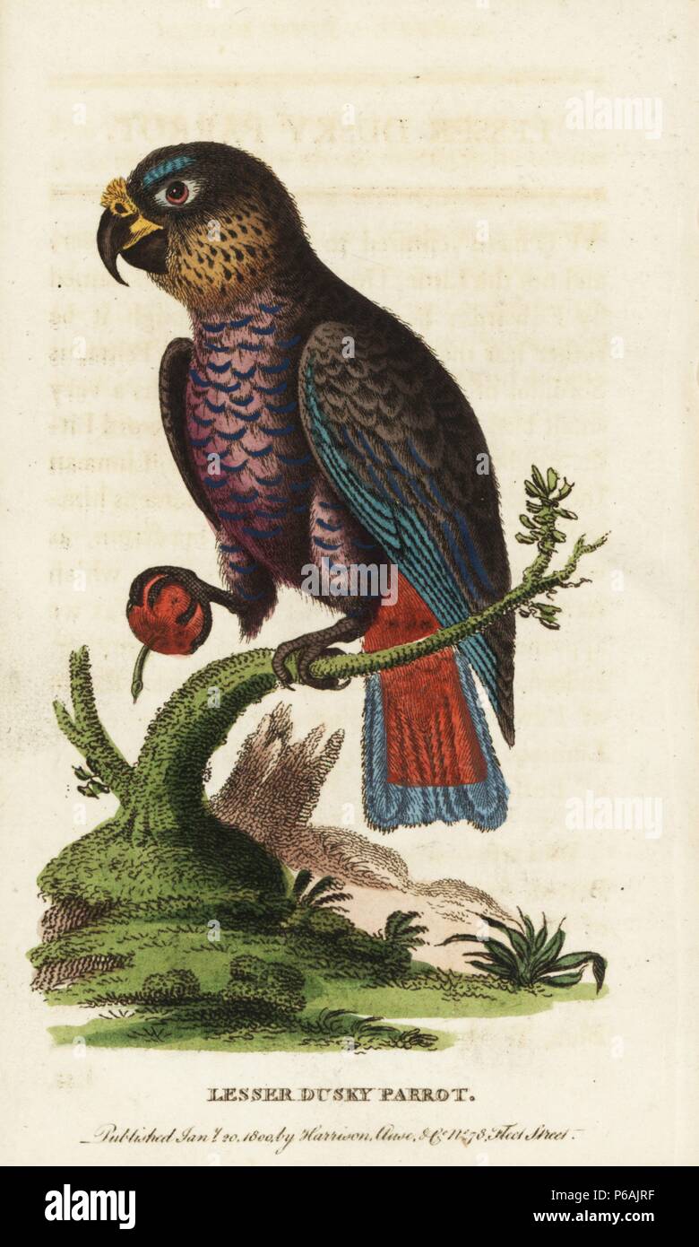 Dusky parrot, Pionus fuscus. (Lesser dusky parrot, Psittacus sordidus ...