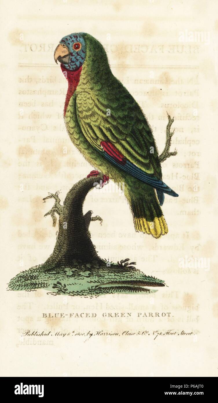 Red-necked amazon, Amazona arausiaca. (Blue-faced green parrot ...