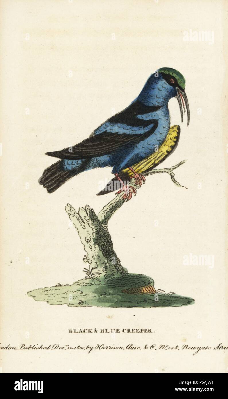 Red-legged honeycreeper (black and blue creeper), Cyanerpes cyaneus ...