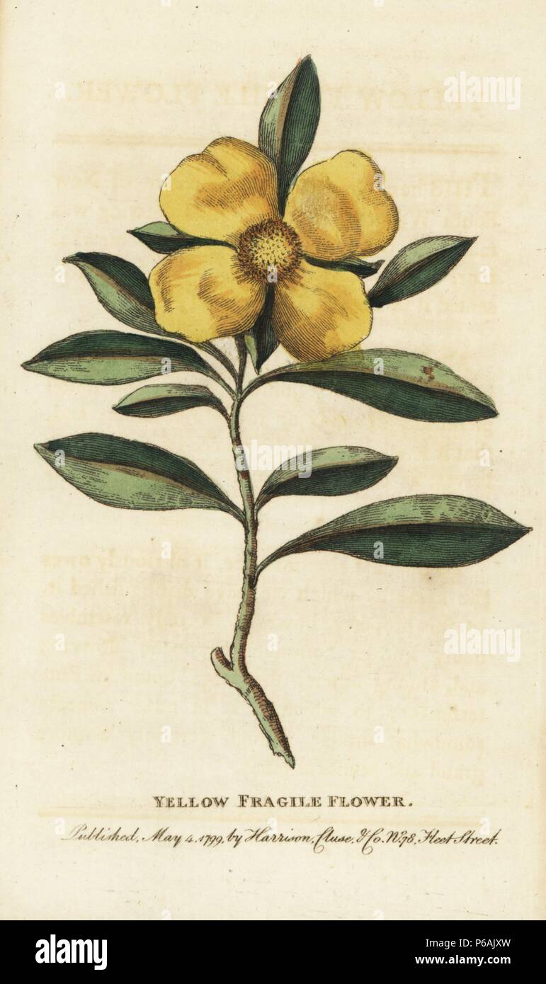 Yellow fragile flower of New South Wales, Australia. Unknown species ...