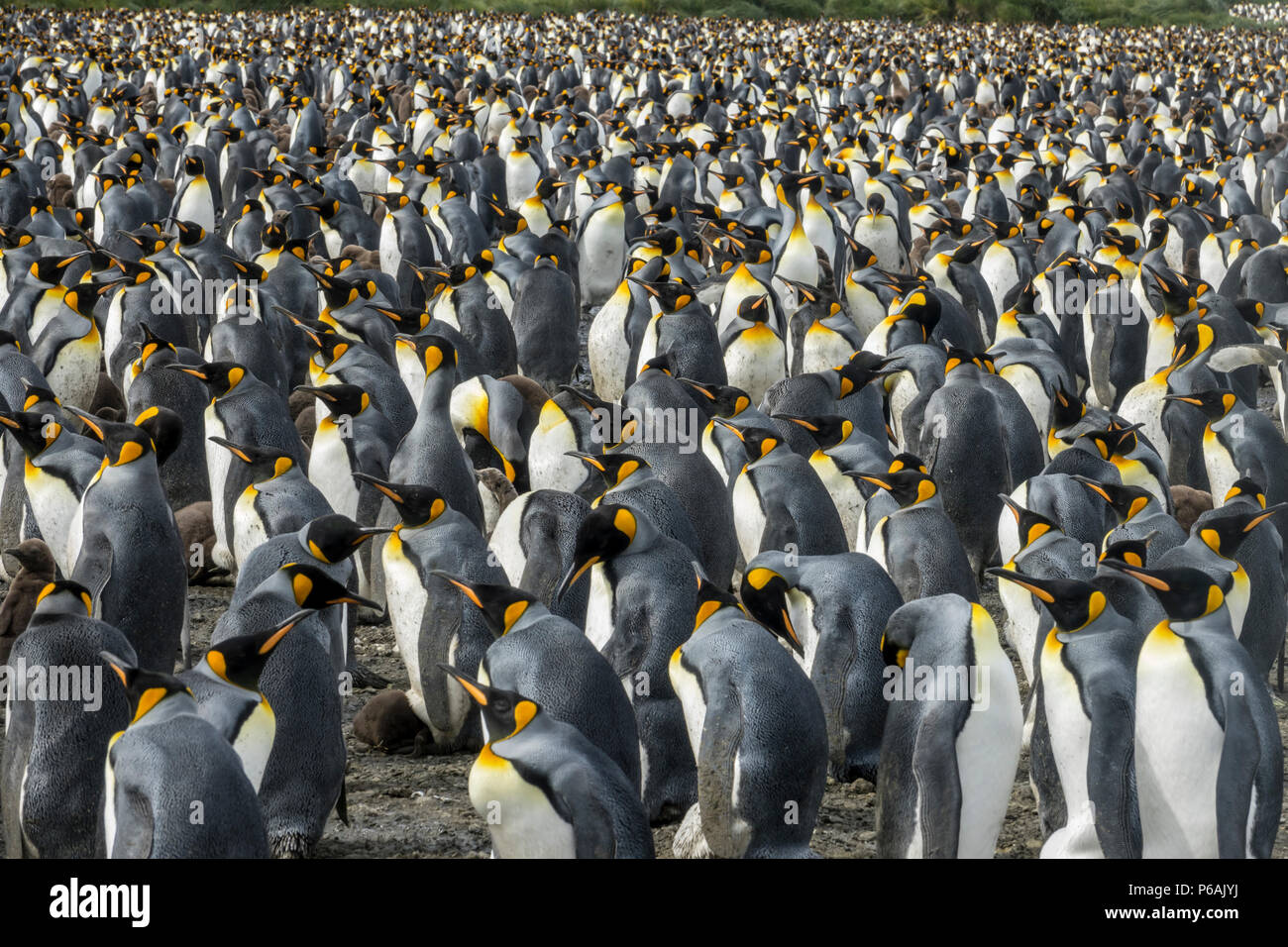 The crowded King Penguin colony at Salisbury Plain, South Georgia ...