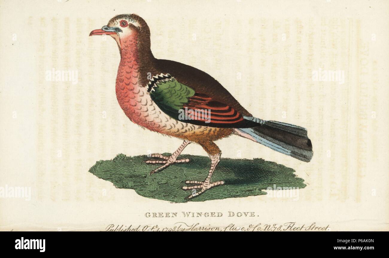 Common emerald dove, Chalcophaps indica. (Green winged dove ...