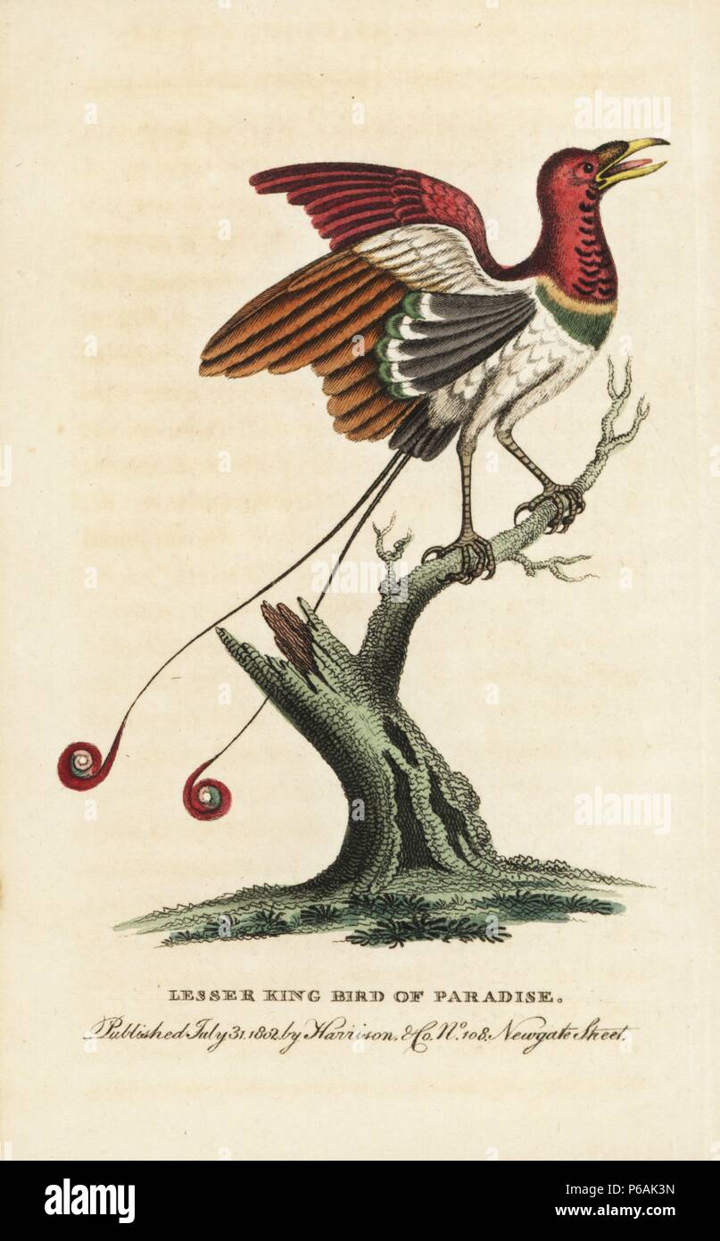 Lesser king bird of paradise, Cicinnurus regius. Illustration copied ...