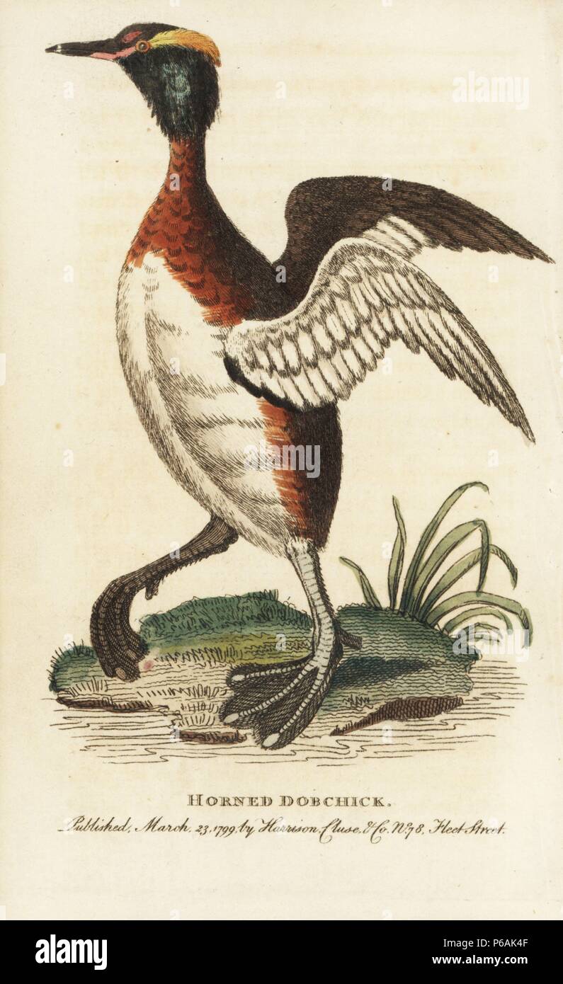 Horned grebe, Podiceps auritus. Illustration copied from George Edwards ...
