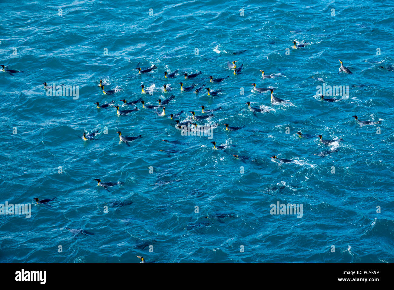 King penguin swim hi-res stock photography and images - Alamy