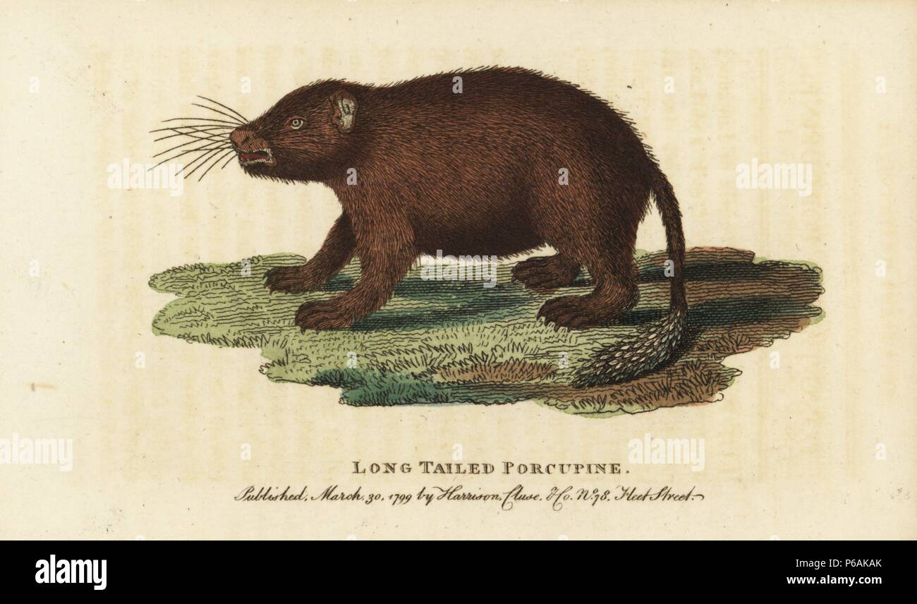 Asiatic brush-tailed porcupine, Atherurus macrourus. (Long-tailed ...
