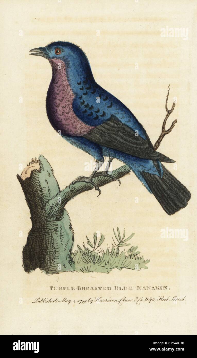 Purple-breasted cotinga, Cotinga cotinga. (Perhaps the female banded ...