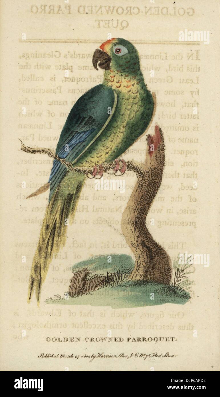 Peach-fronted parakeet or conure, Aratinga aurea. (Golden crowned ...