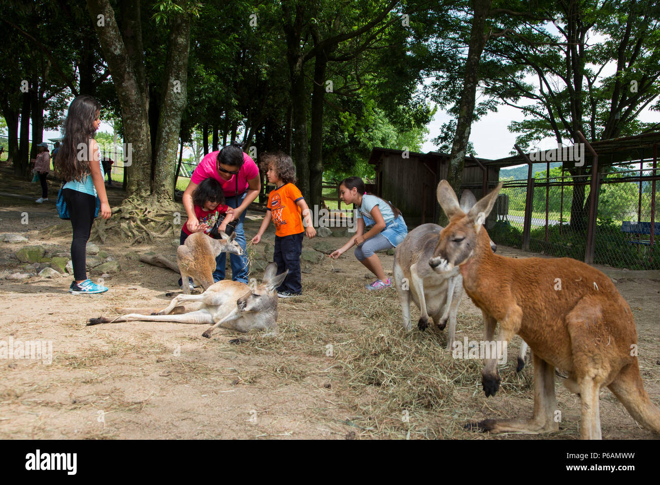 Kangaroo enclosure hi-res stock photography and images - Alamy