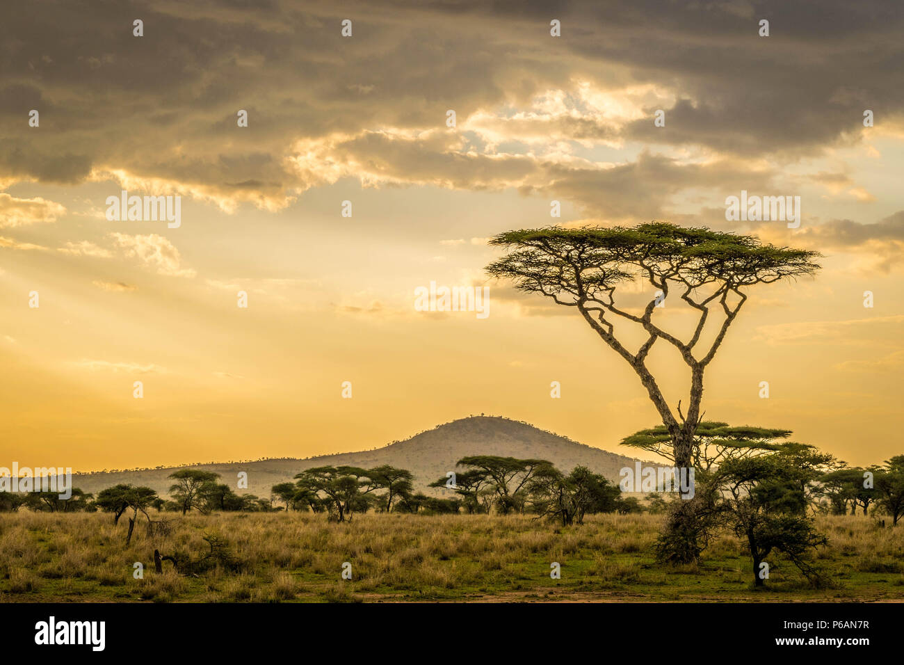 Tanzania, Africa sunset with acacia trees Stock Photo - Alamy