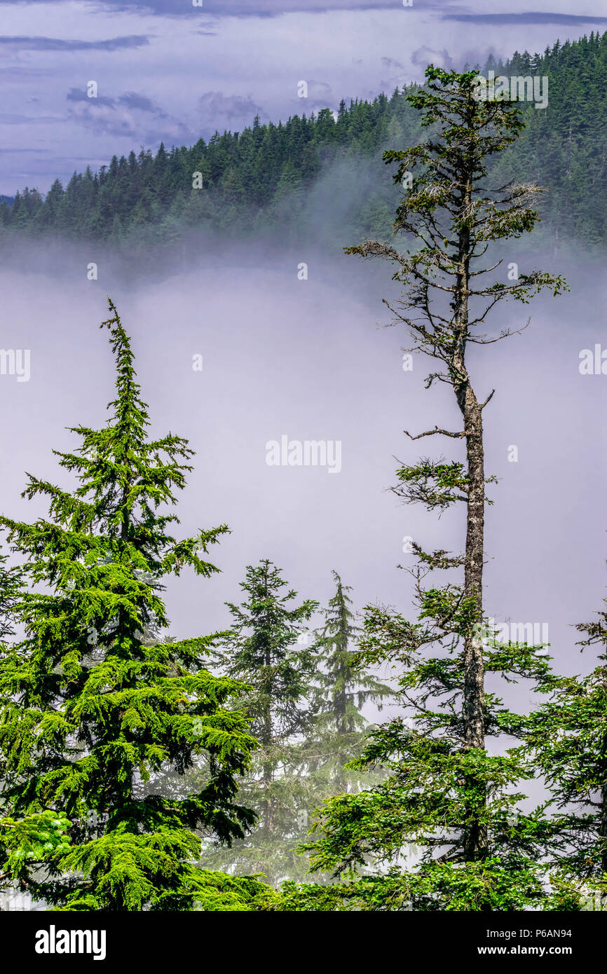Cypress mountain hi-res stock photography and images - Alamy