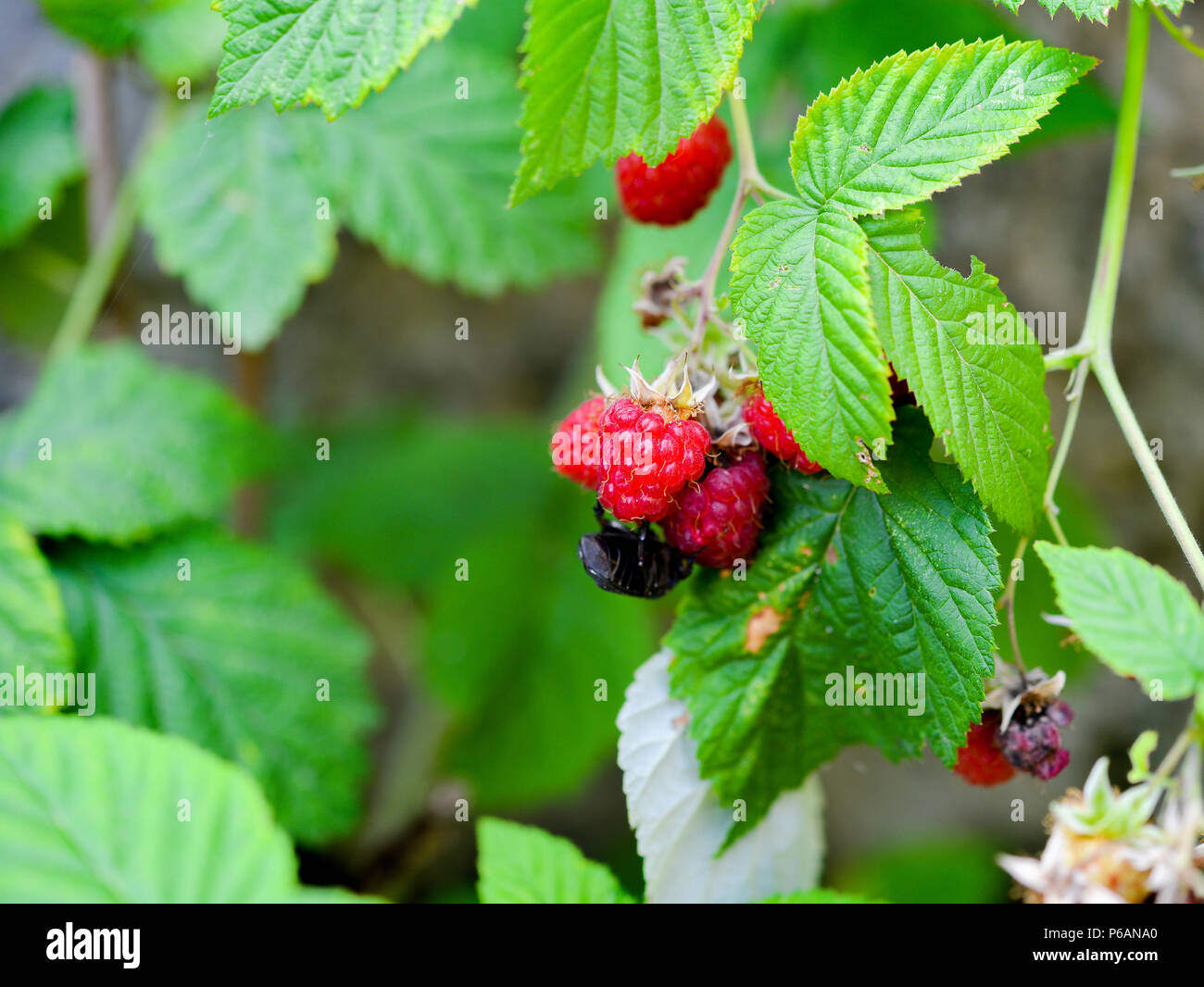 fresh natural wild red berries plant Stock Photo - Alamy