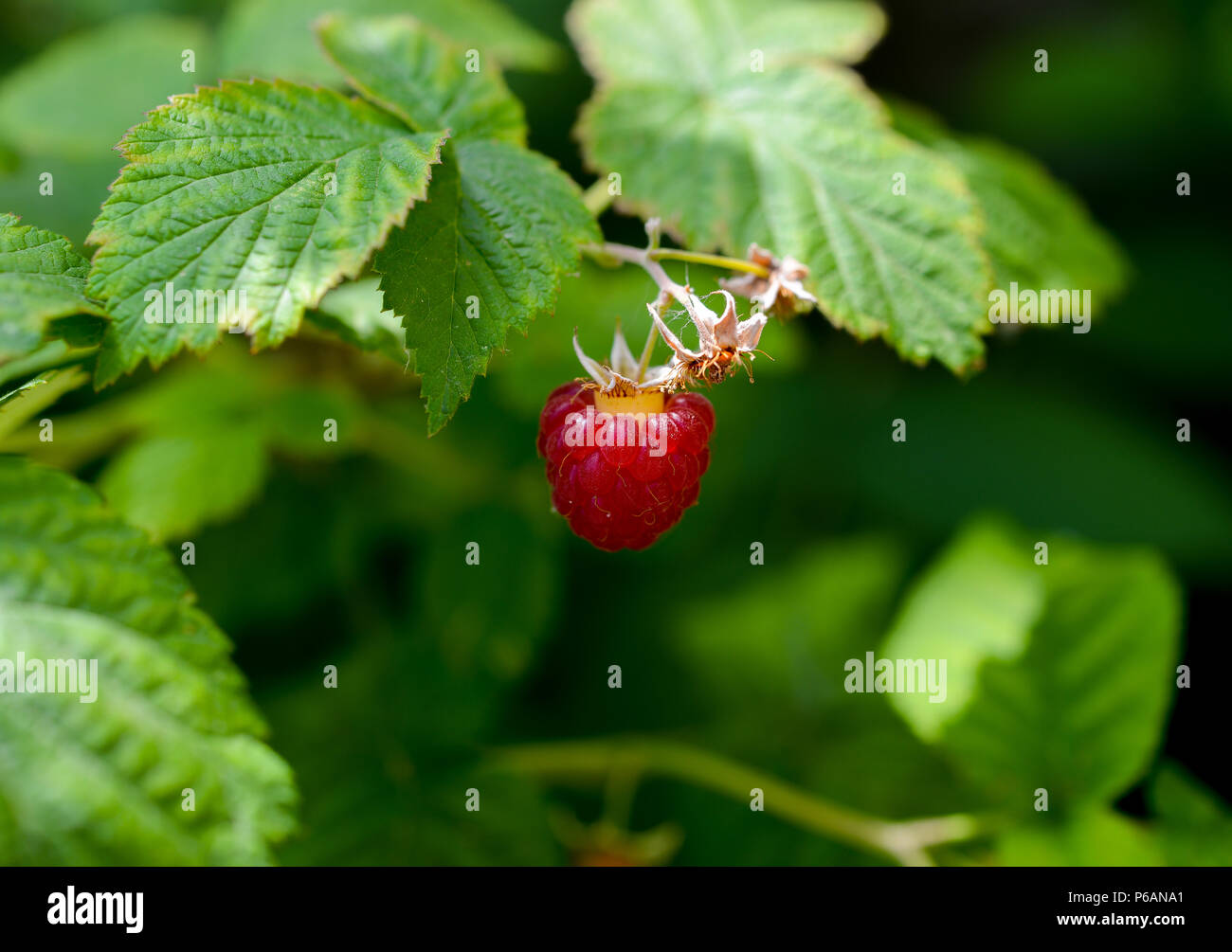 fresh natural wild red berries plant Stock Photo - Alamy