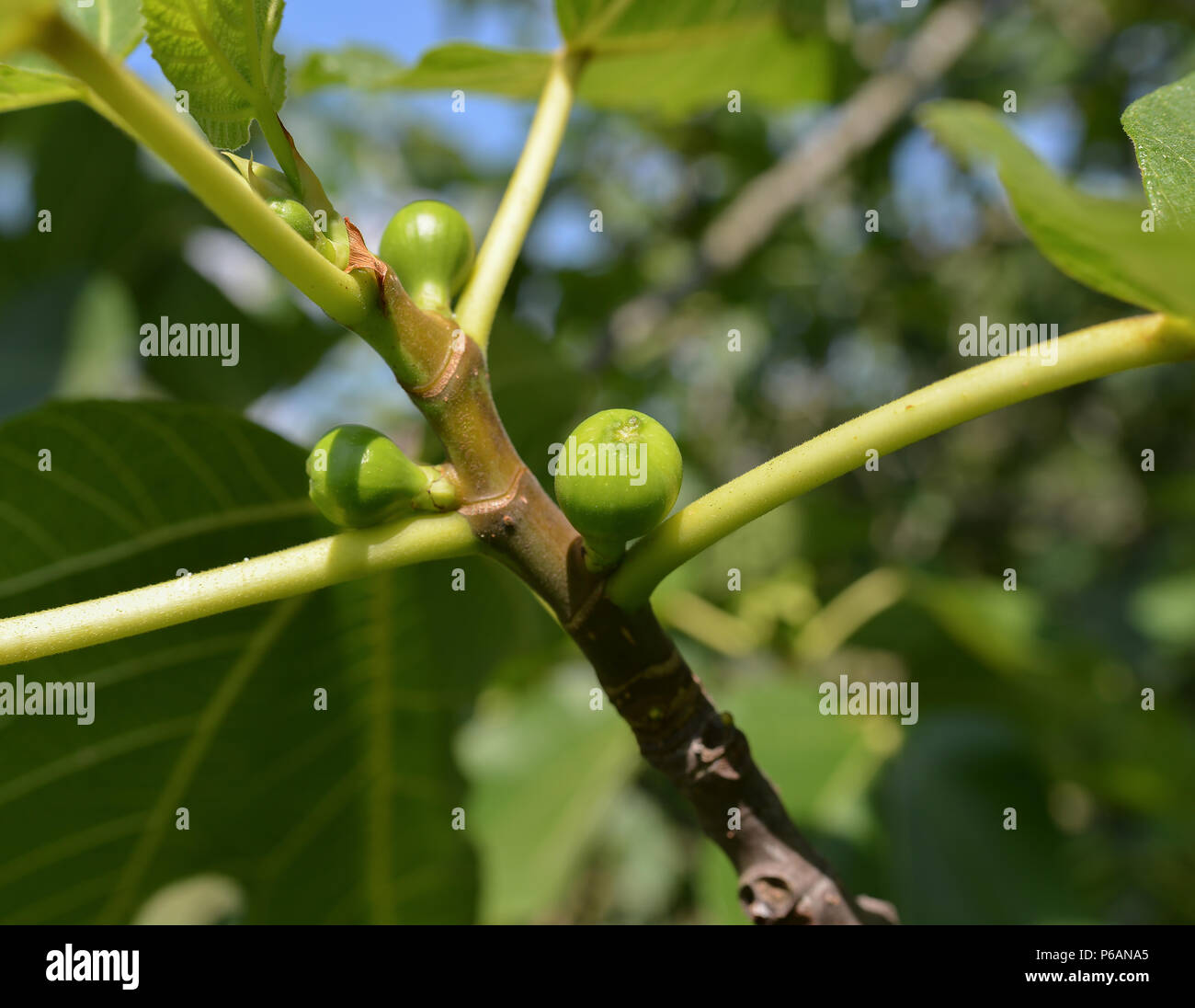 Small green figs hi-res stock photography and images - Alamy