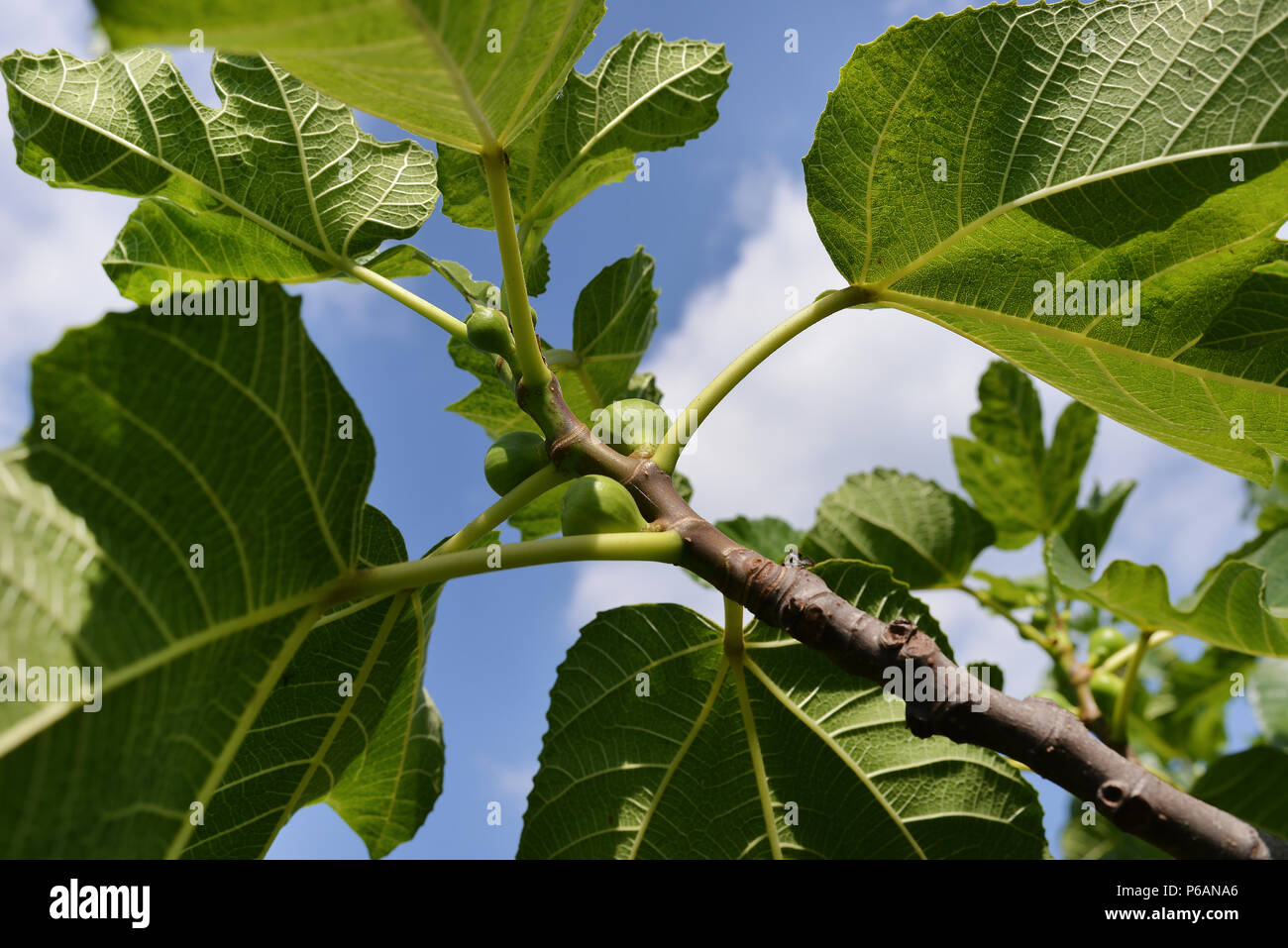 Clown fig hi-res stock photography and images - Alamy