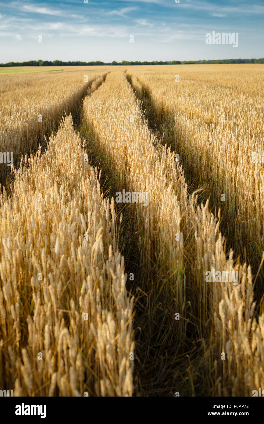 Meadow wheat field. Farmer concept Stock Photo - Alamy