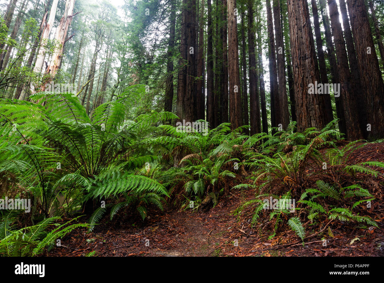 The iconic ferns and tall californian redwood trees in Beechforest ...