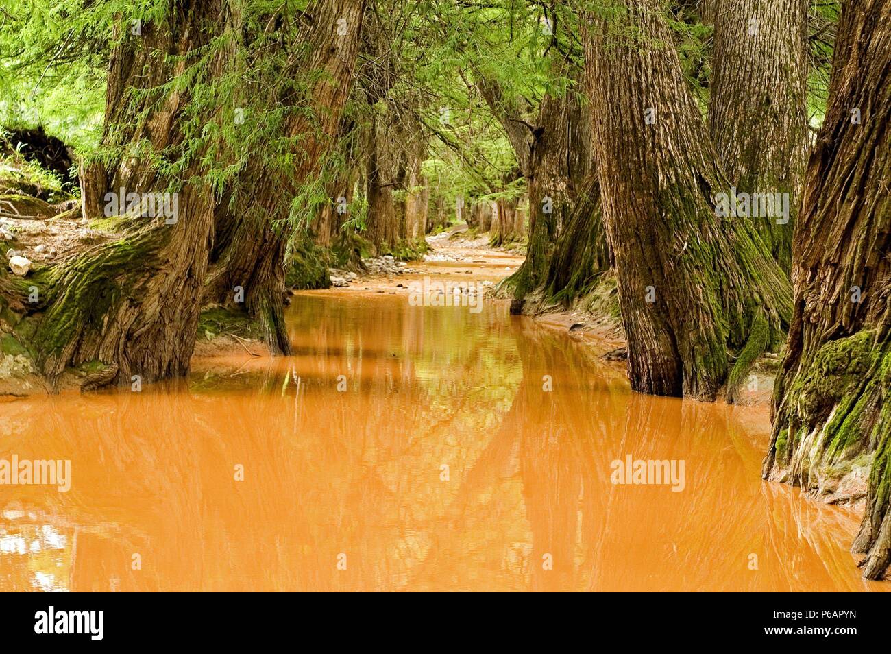 Ahuehuetes junto a un rio.Mixteca. Estado de Oaxaca .México Stock Photo ...