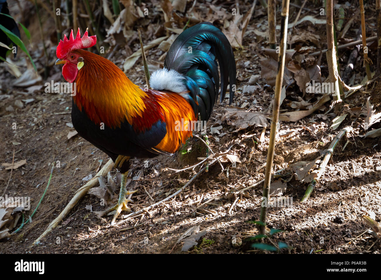 series of photos depicting various species of birds and amphibians in ...