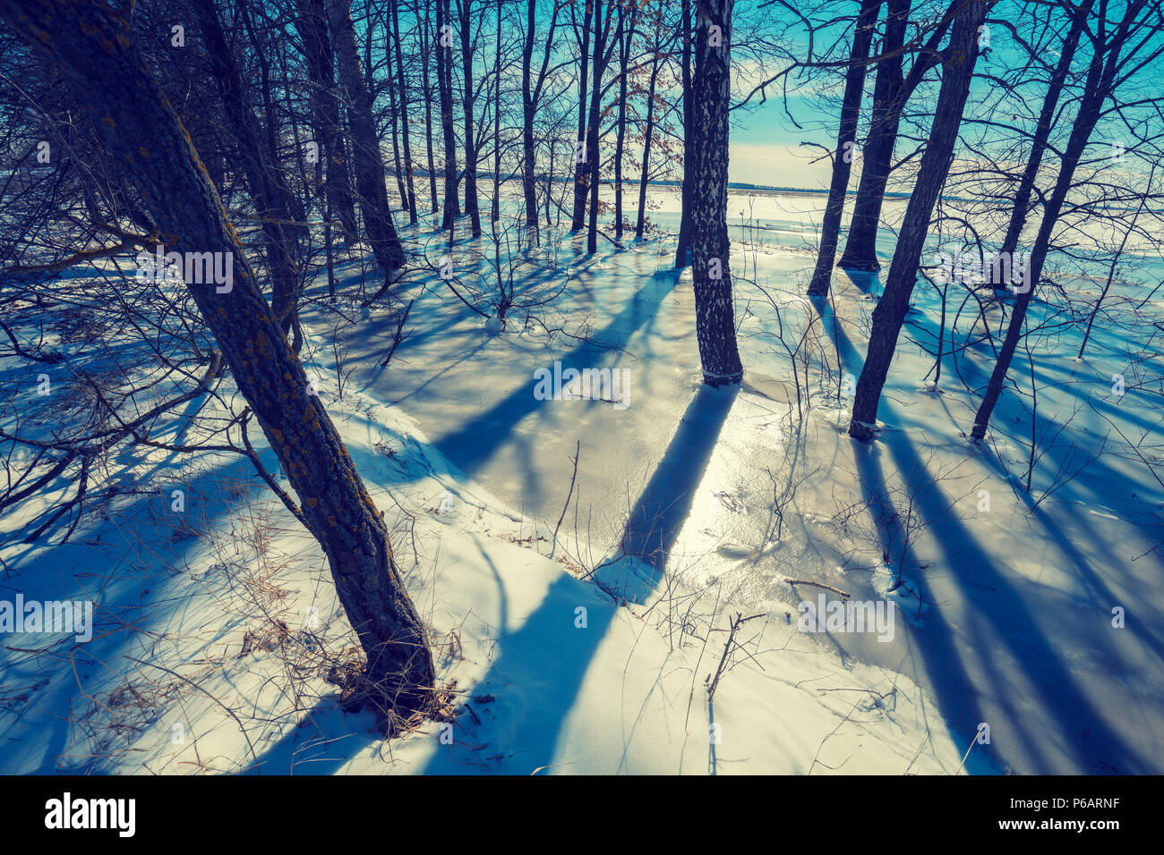 Edge of forest in winter. Floodplain forest. Trees in frozen water ...