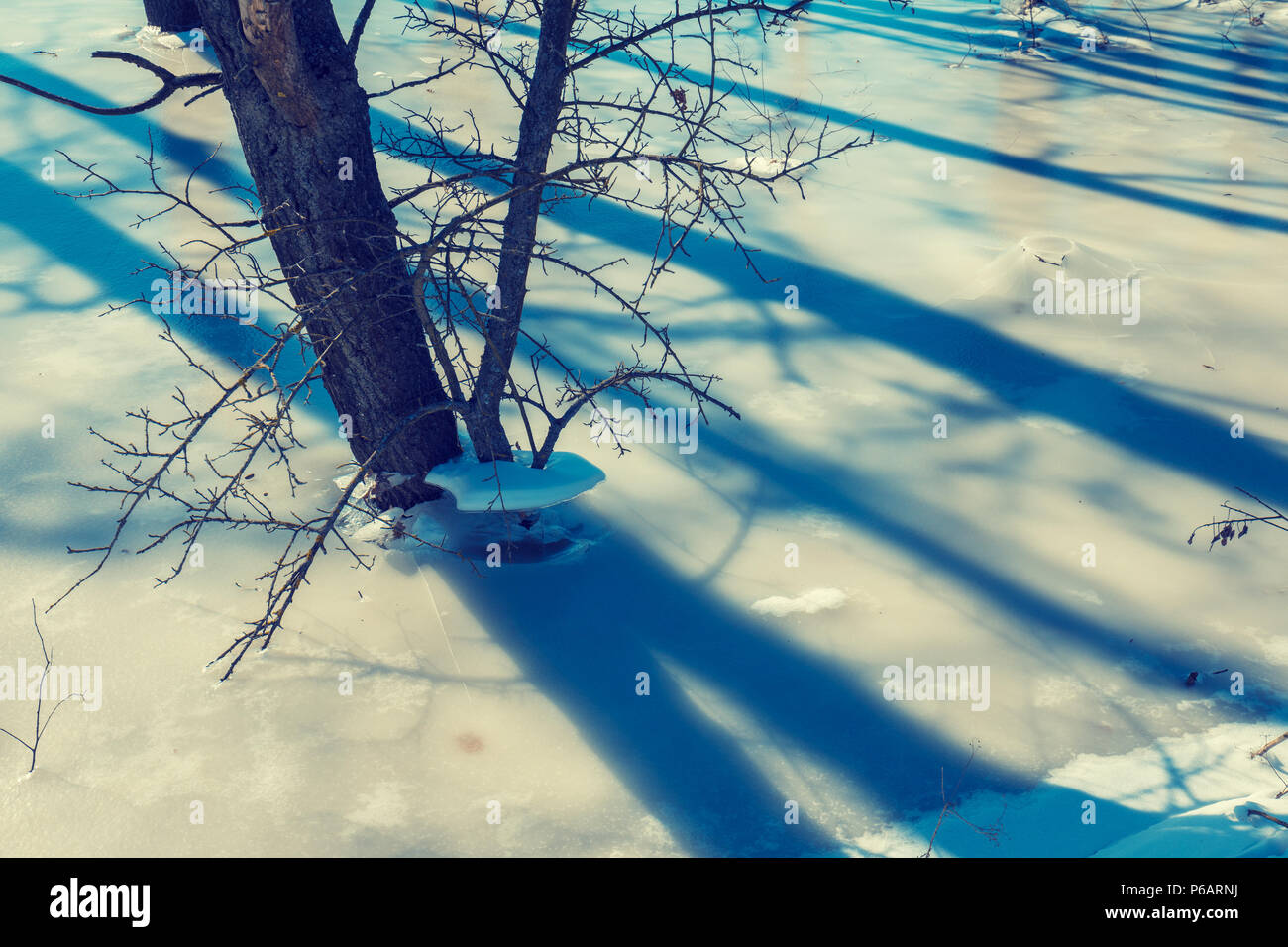 Edge of forest in winter. Floodplain forest. Trees in frozen water ...