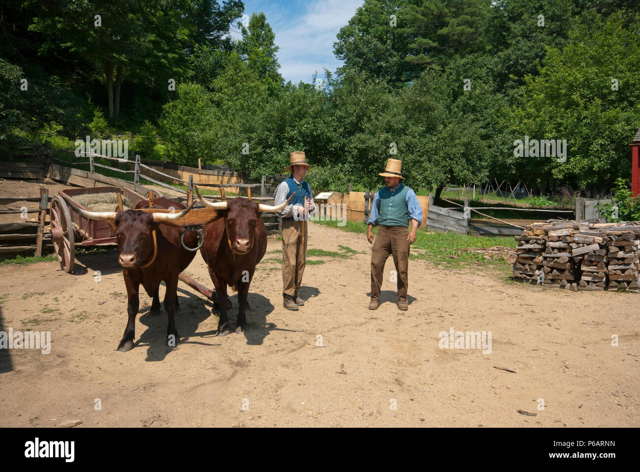 Farmers in traditional dress (nineteenth century) and cows at Old ...