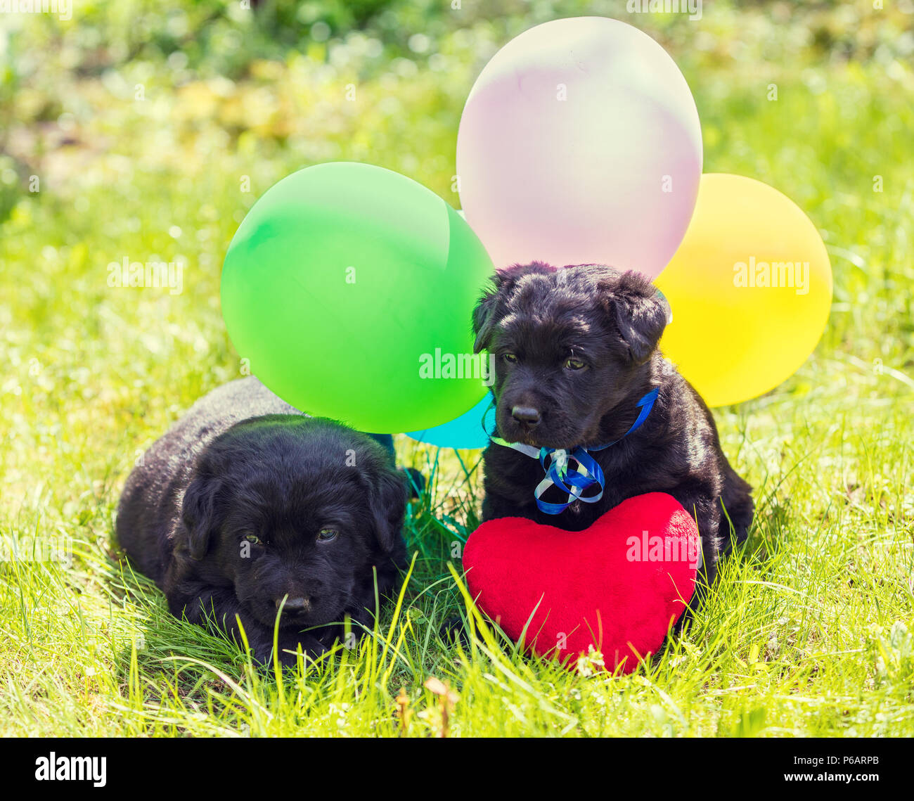Two little Labrador retriever puppies with toy heart and colorful ...