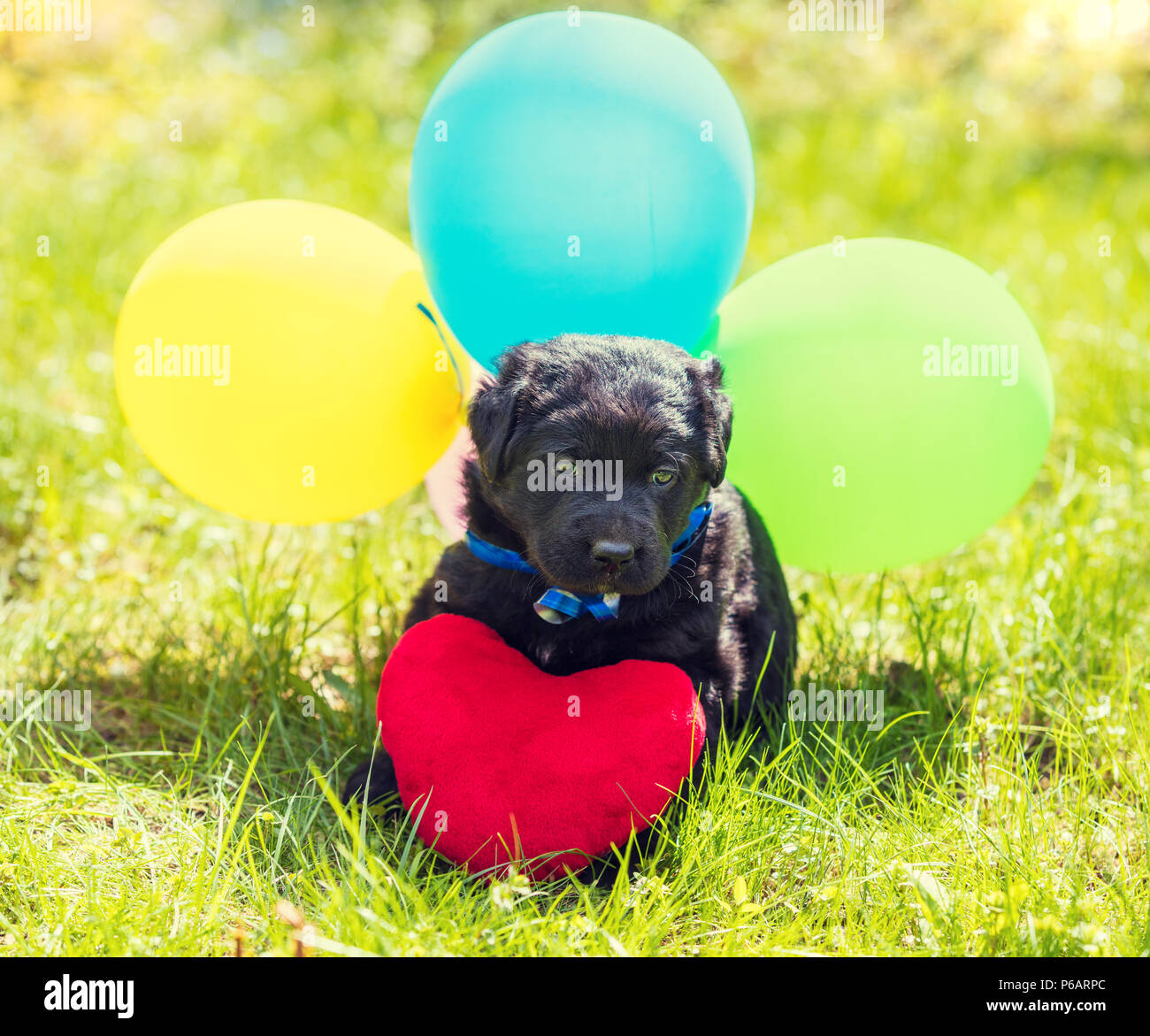 Balloon dog yellow hi-res stock photography and images - Alamy