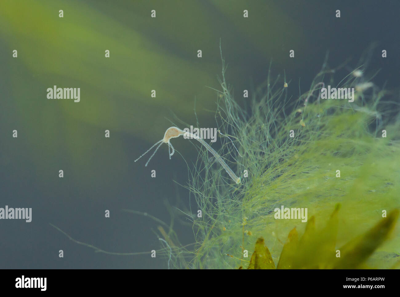 Hydra Polyp High Resolution Stock Photography and Images - Alamy