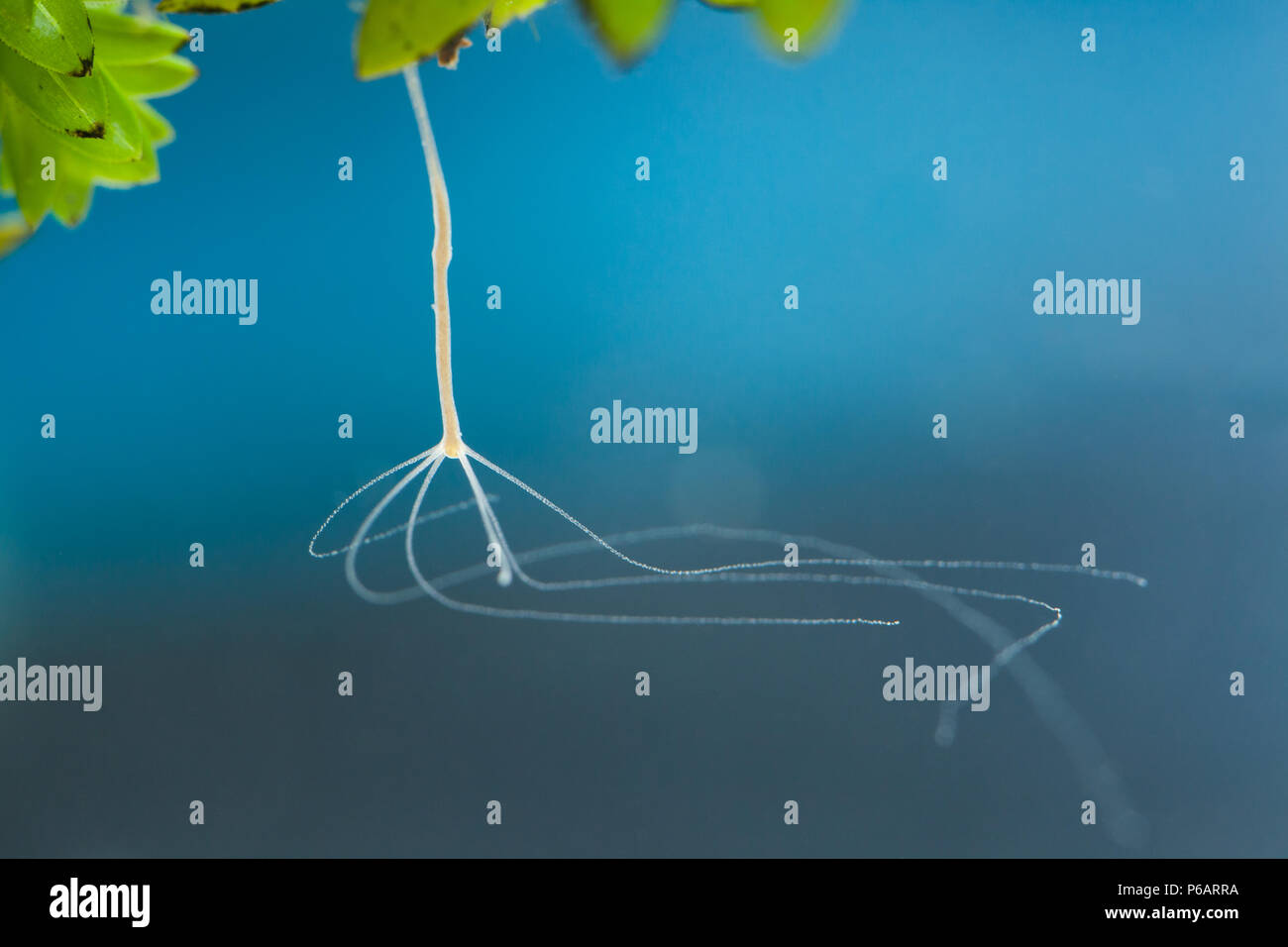 Hydra polyp hi-res stock photography and images - Alamy