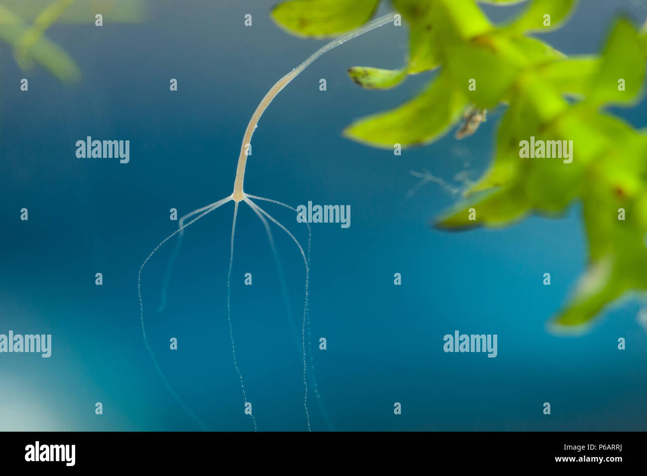 Hydra polyp hi-res stock photography and images - Alamy