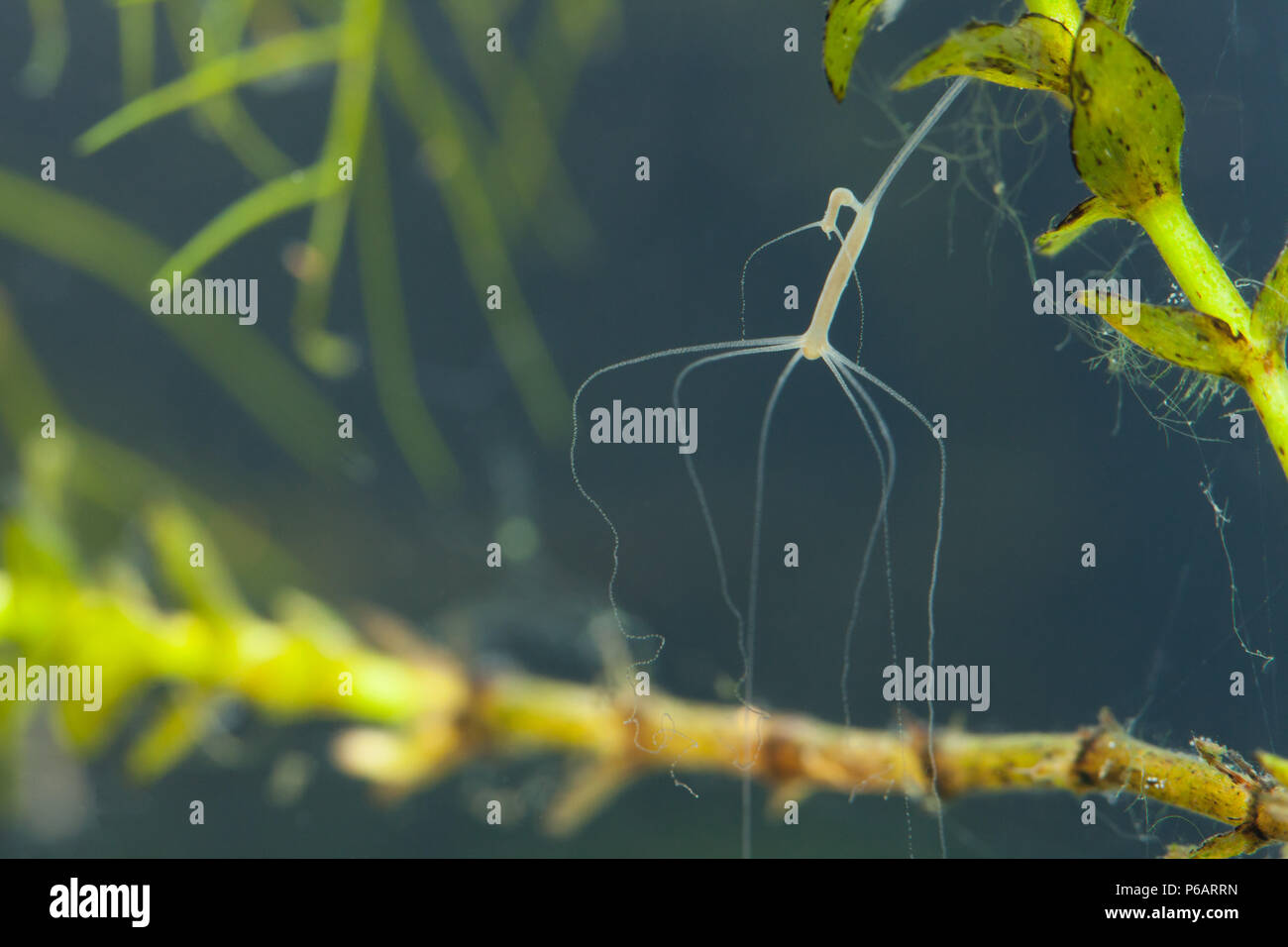 Hydra Polyp High Resolution Stock Photography and Images - Alamy