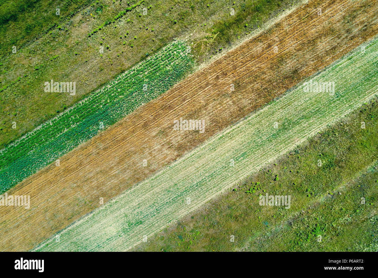 Abstract view of ripe corn field hi-res stock photography and images ...