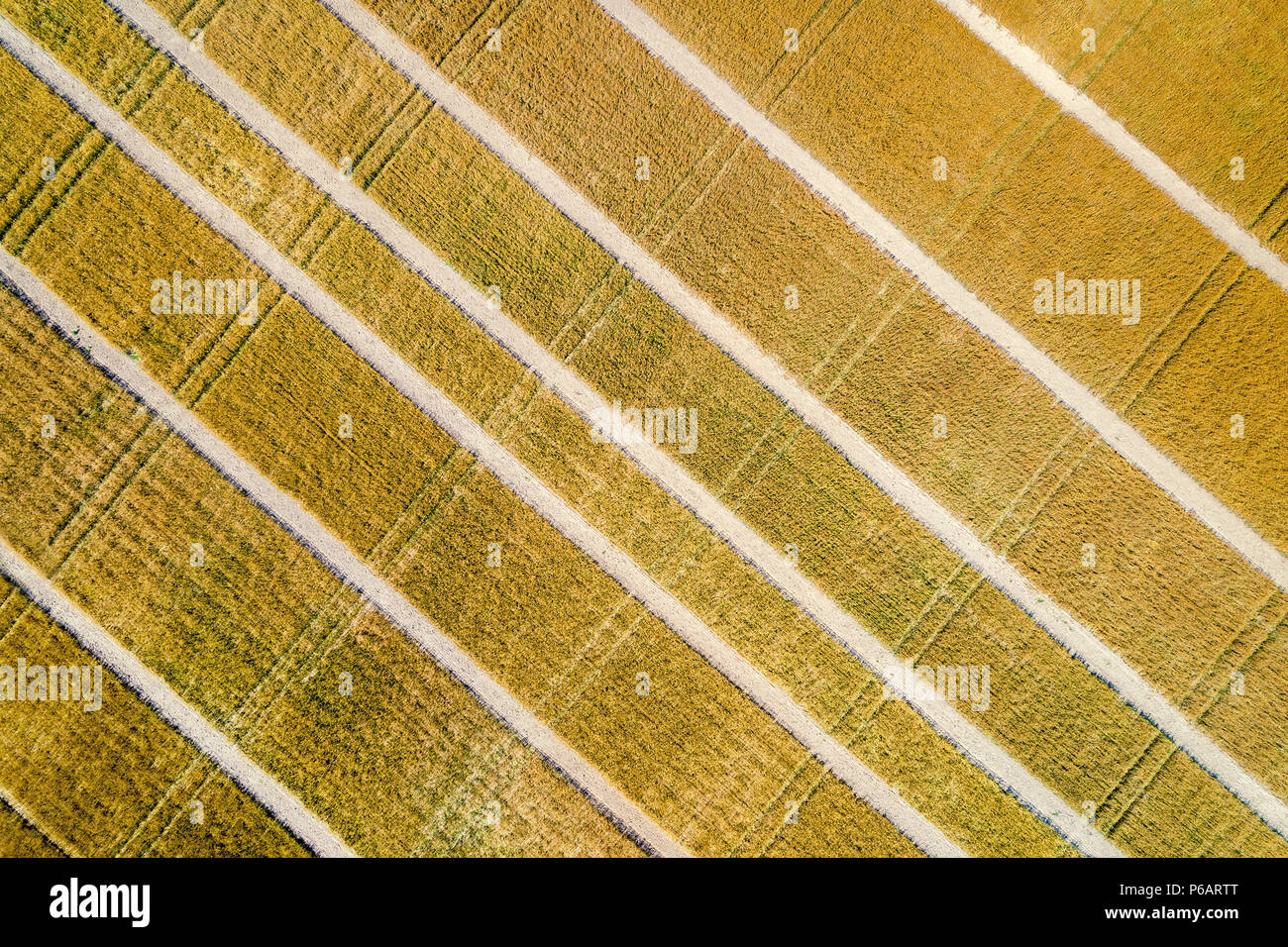 Abstract view of ripe corn field hi-res stock photography and images ...
