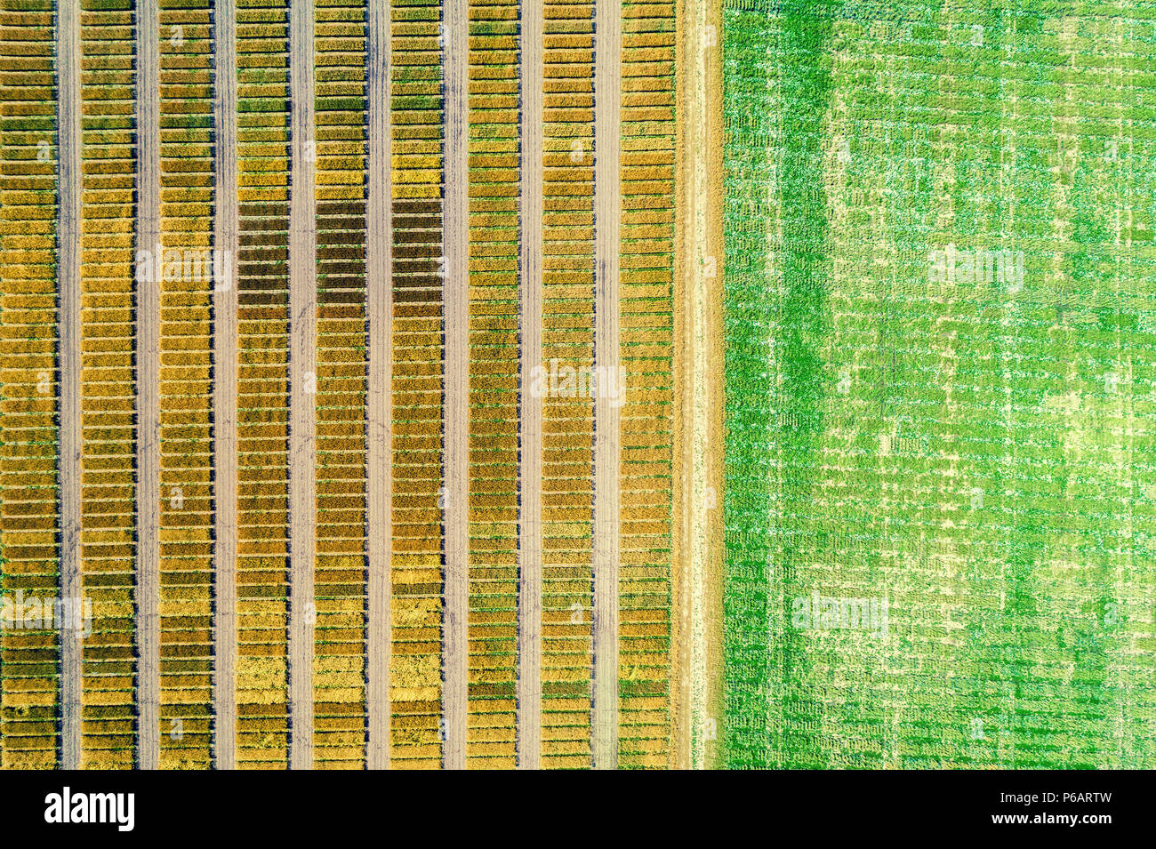 Abstract view of ripe corn field hi-res stock photography and images ...