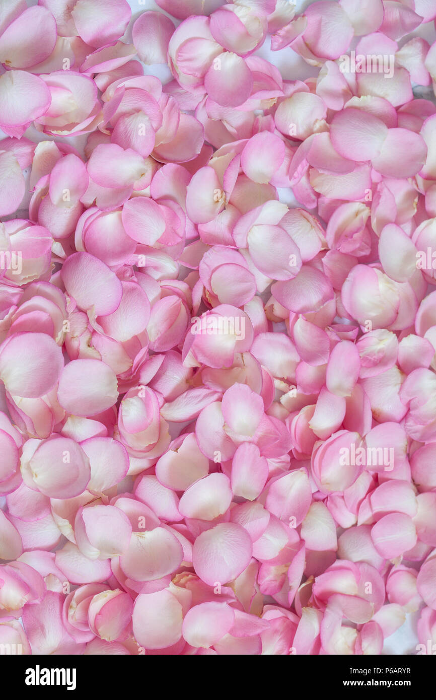 Beautiful Pink rose flower petals. Nature Background Stock Photo - Alamy
