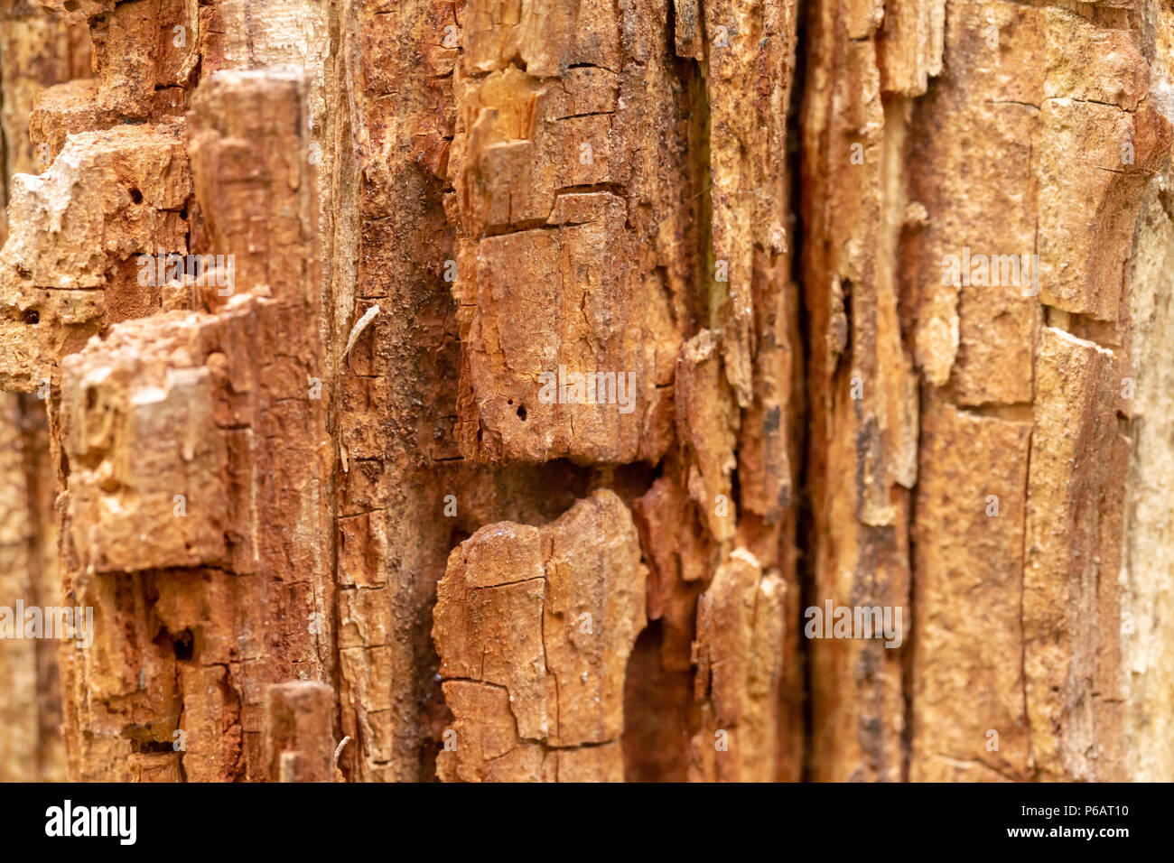 Close up old bark tree texture. Macro view. Looks like a rock for ...