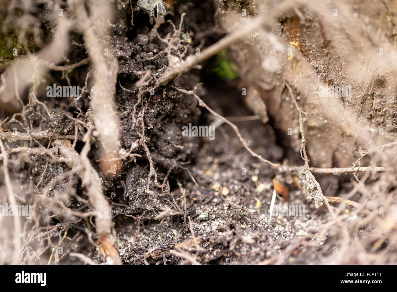 Root and ground texture hi-res stock photography and images - Alamy