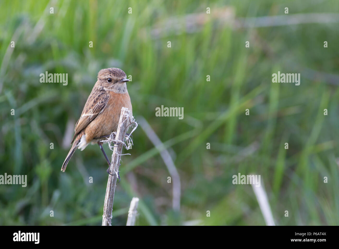 Stonechat uk hi-res stock photography and images - Alamy