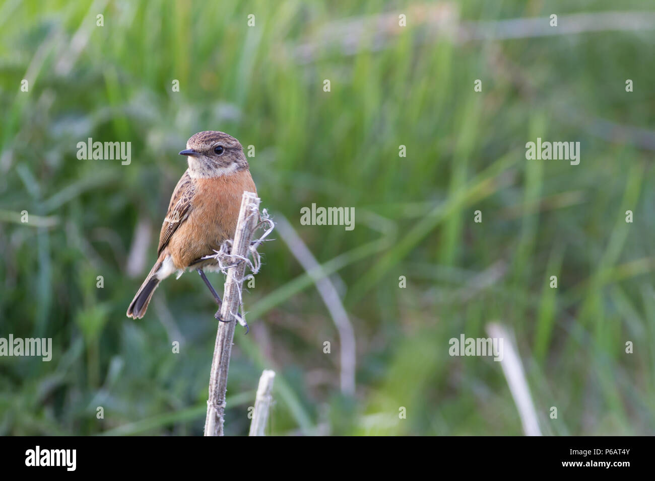 Adult female stonechat hi-res stock photography and images - Alamy