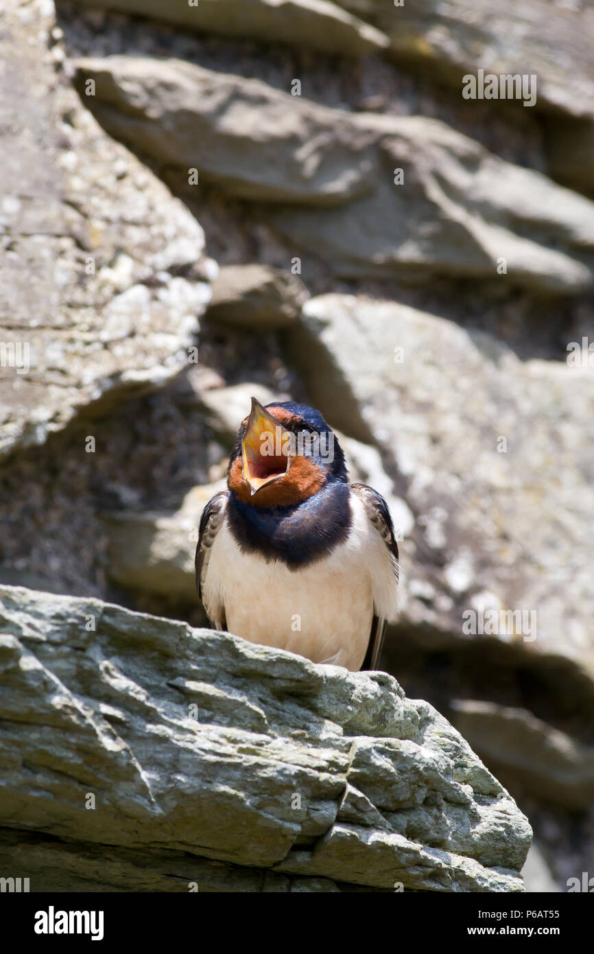 Single adult Swallow, Hirundo rustica, Scotland, UK Stock Photo - Alamy