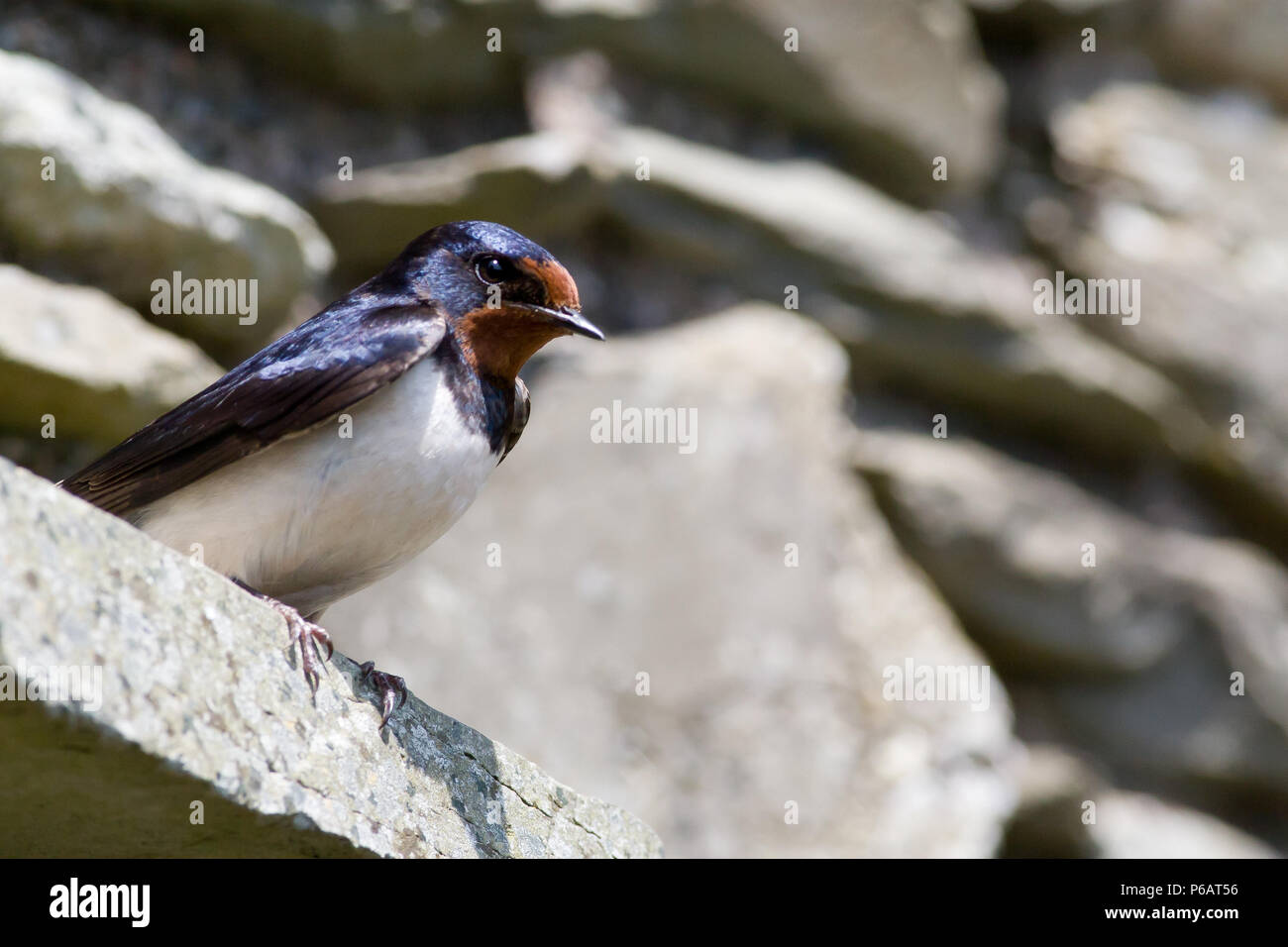 Hirundine hi-res stock photography and images - Alamy