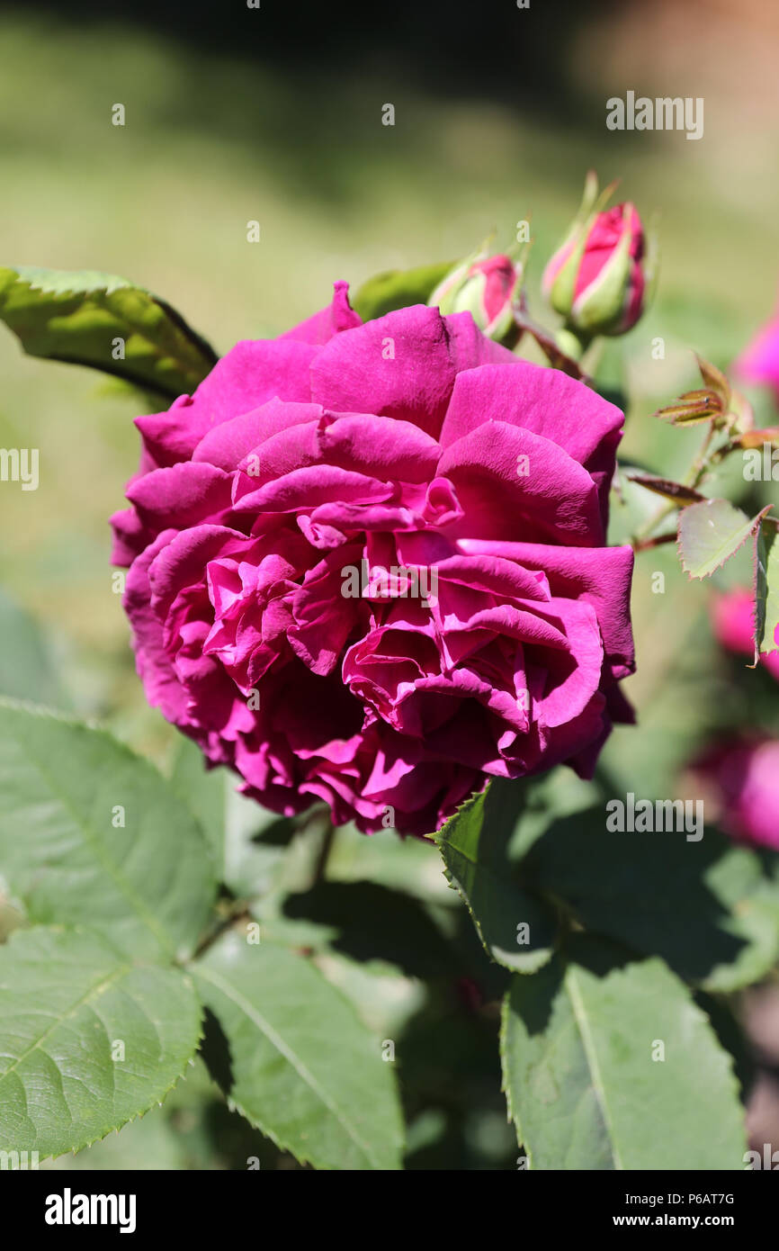 Puffball flowers hi-res stock photography and images - Alamy