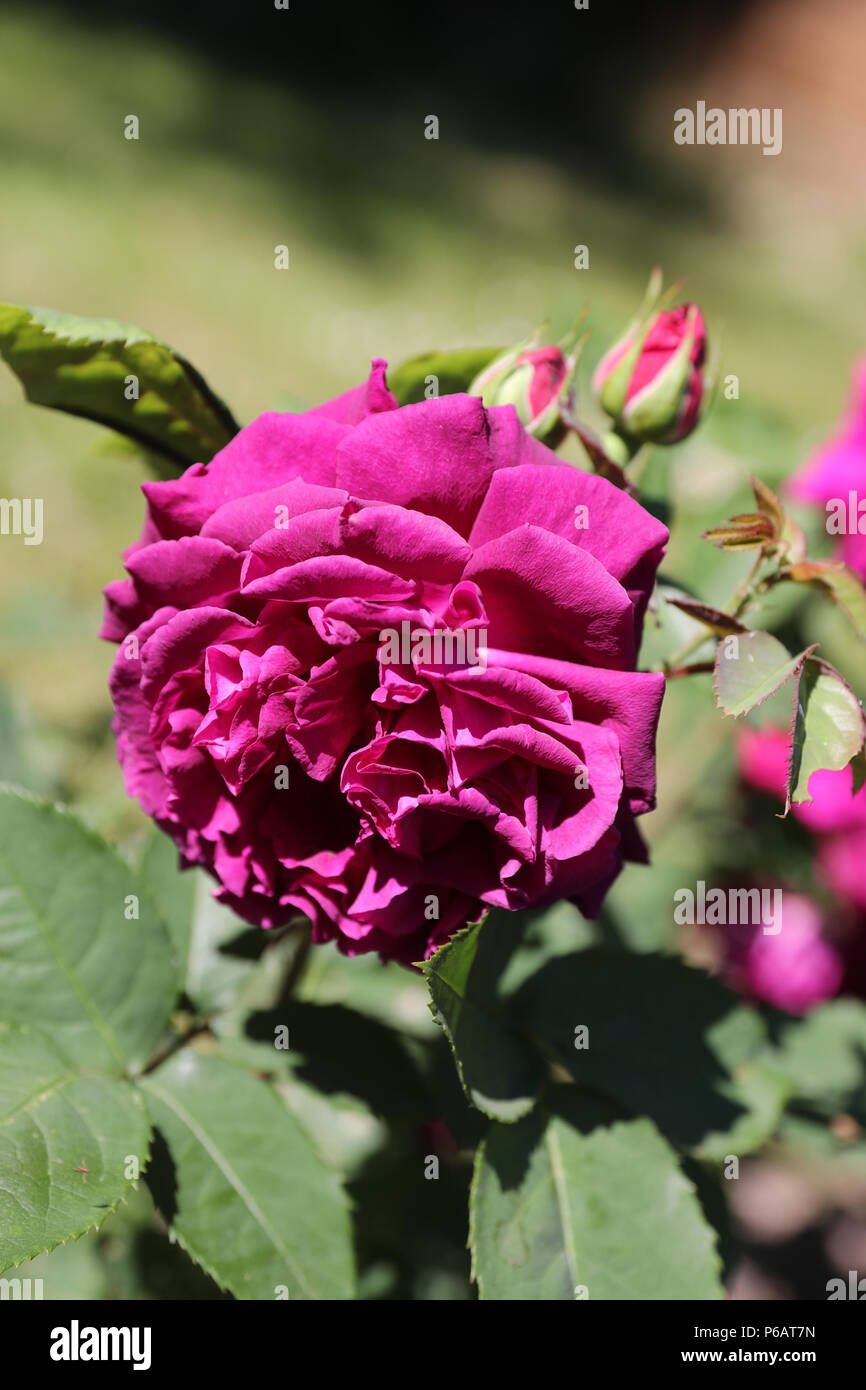 Puffball flowers hi-res stock photography and images - Alamy