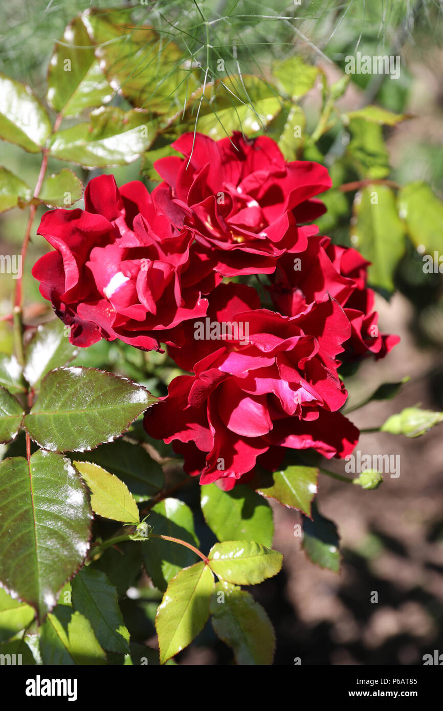 60cms wide rose hi-res stock photography and images - Alamy
